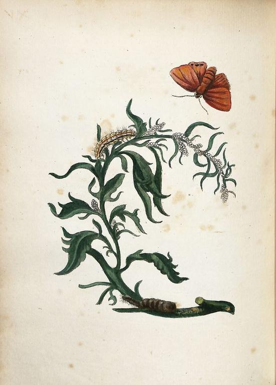 The woman who transformed scientific illustration - Watercolour World